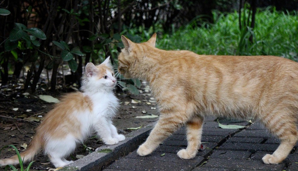 Kucing Anak Ibu Menjalin - Foto gratis di Pixabay