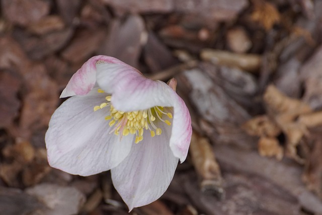 Helleborus Niger Flower White - Free photo on Pixabay - Pixabay