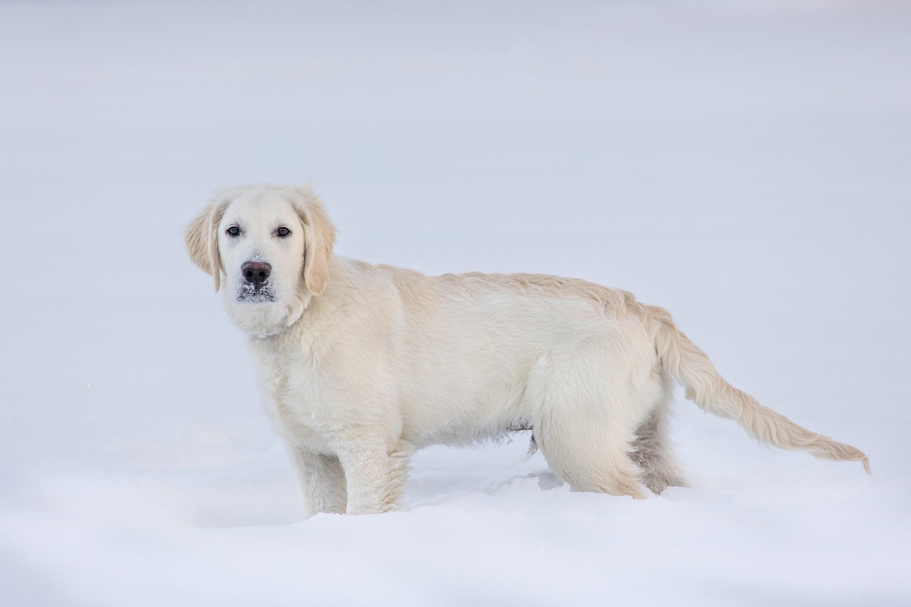 Jenis Anjing Golden Retriever - Foto gratis di Pixabay - Pixabay