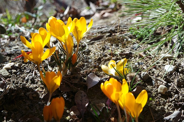 Blumen Krokus Frühling - Kostenloses Foto auf Pixabay - Pixabay