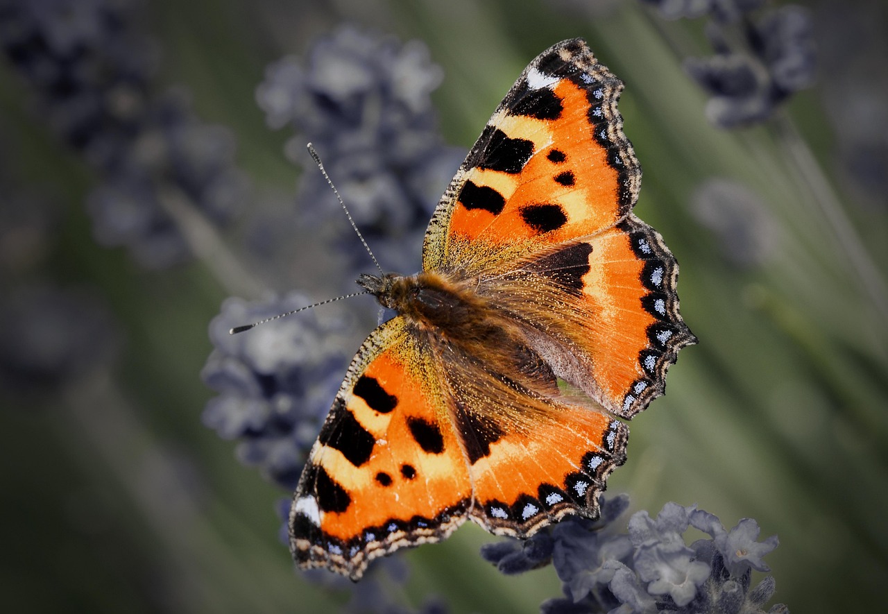 Small Tortoiseshell Butterfly - Free photo on Pixabay