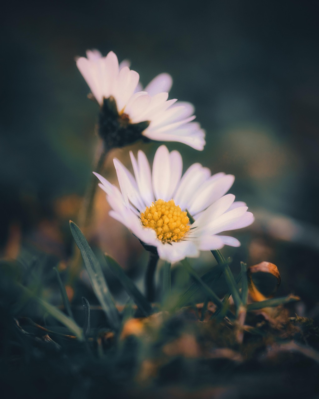 Flower Spring Daisy - Free photo on Pixabay