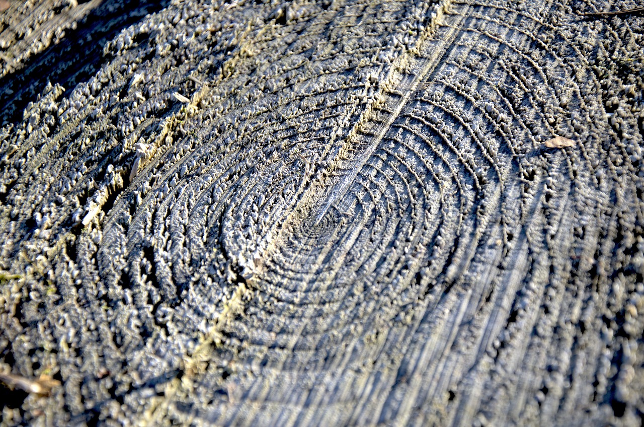 Wood Tree Annual Rings - Free photo on Pixabay - Pixabay