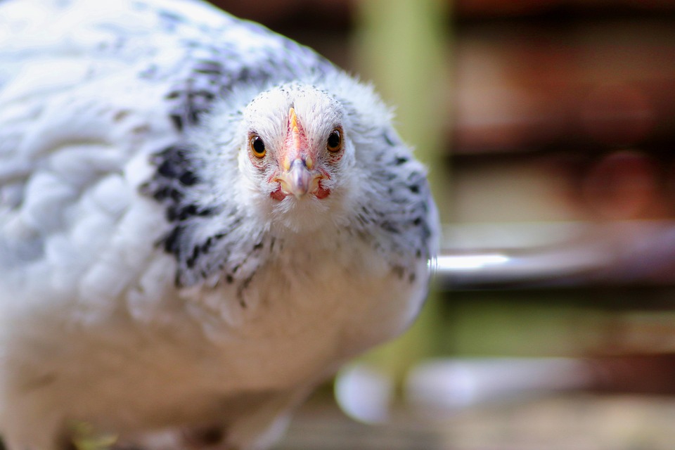 Bird Chicken Poultry - Free photo on Pixabay - Pixabay
