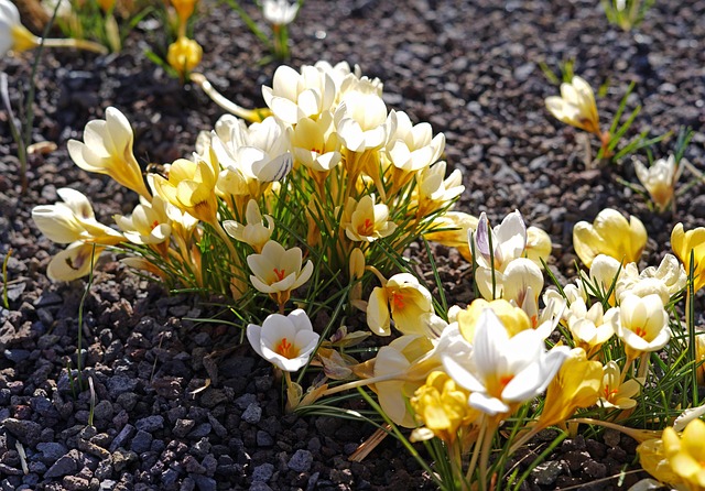 Crocuses Flowers Spring - Free photo on Pixabay