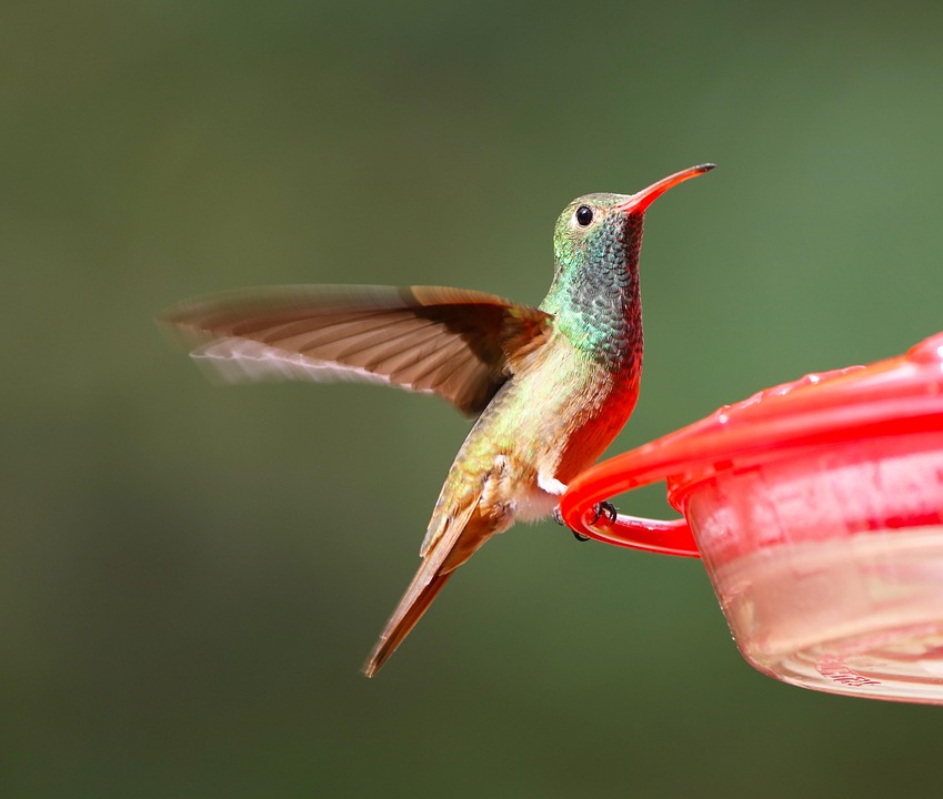 Bird Humming Ornithology - Free photo on Pixabay