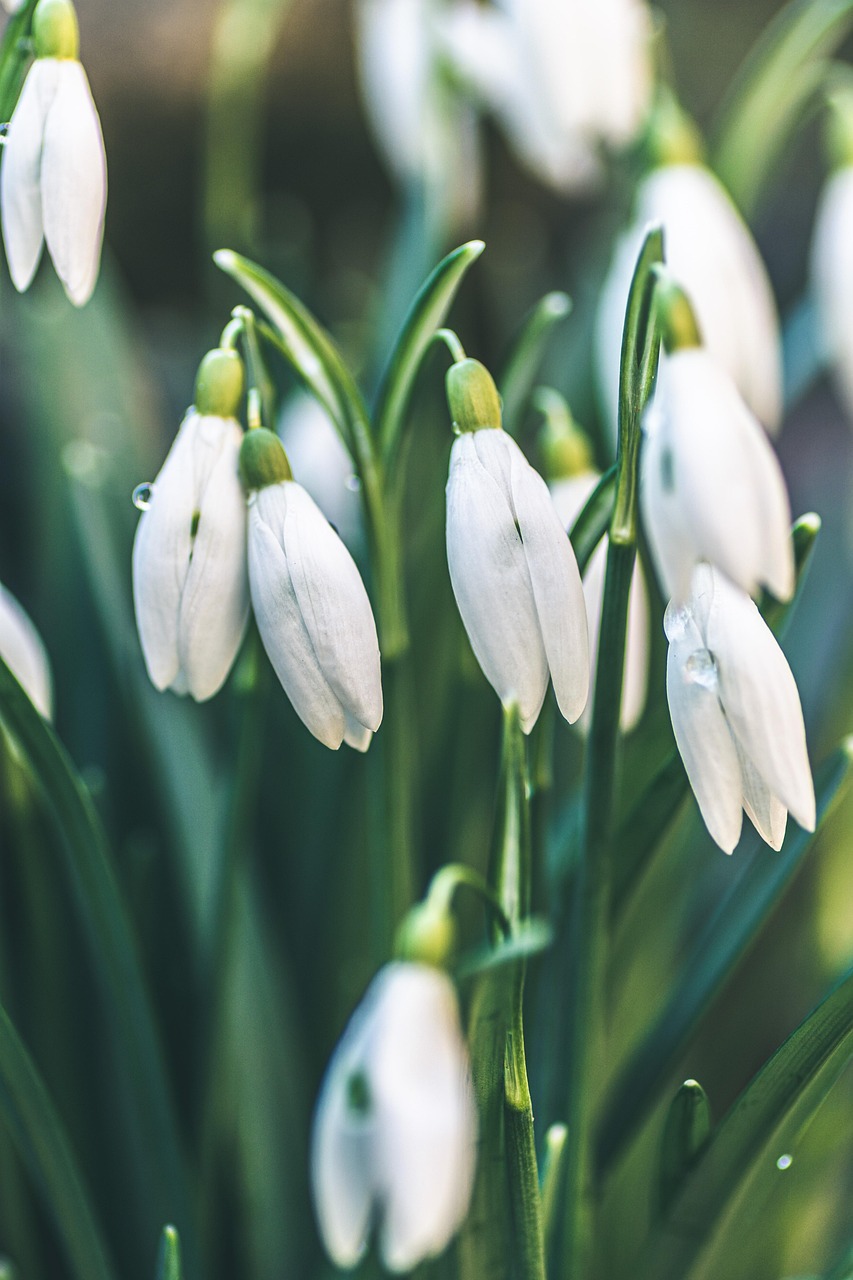 Fleurs Perce-Neige Nature Le - Photo gratuite sur Pixabay - Pixabay