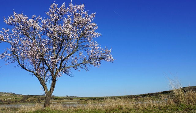 Tree Nature Spring - Free photo on Pixabay