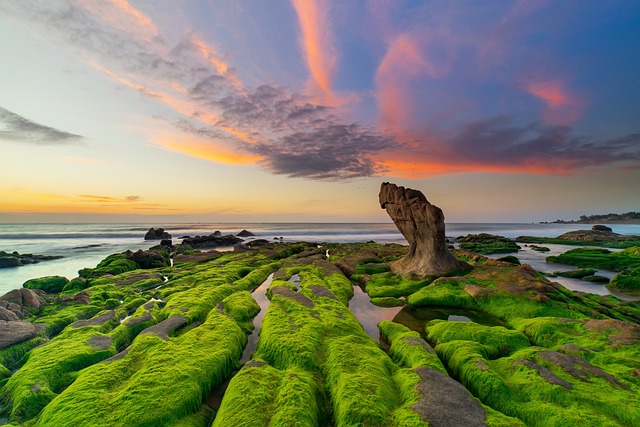 30,000+ Free Sea Moss & Nature Images - Pixabay