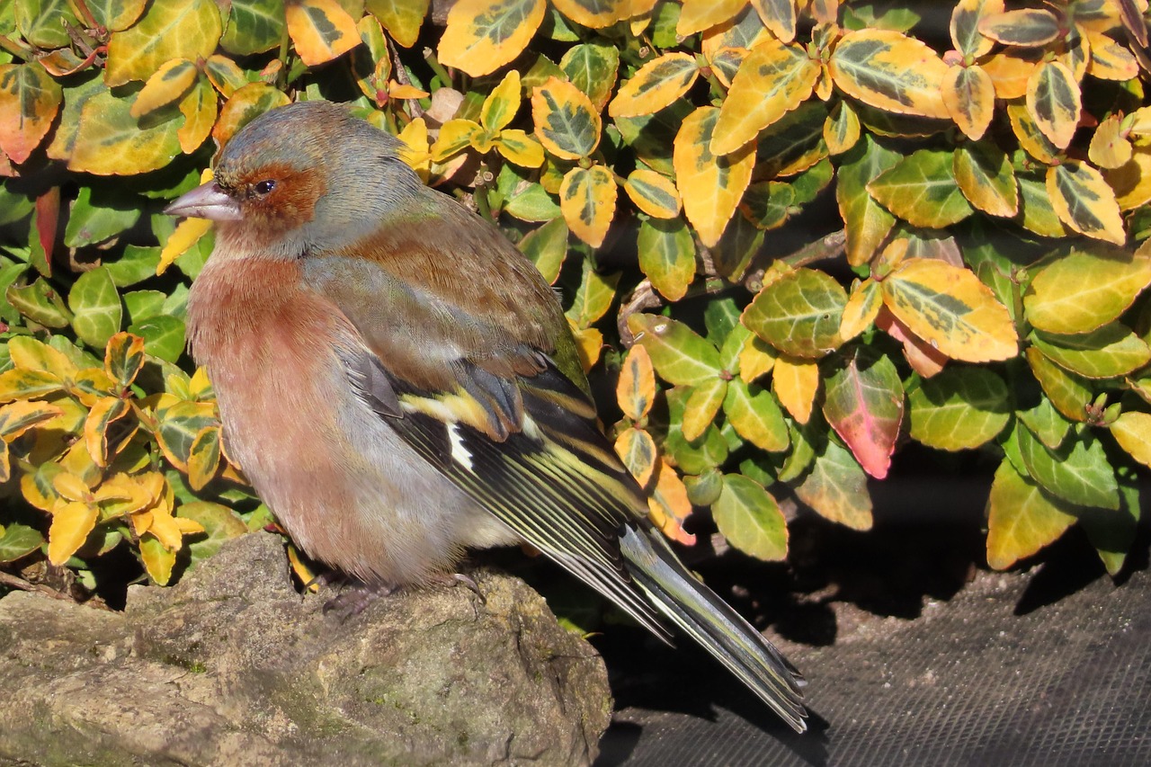 Bird Common Chaffinch Ornithology - Free photo on Pixabay