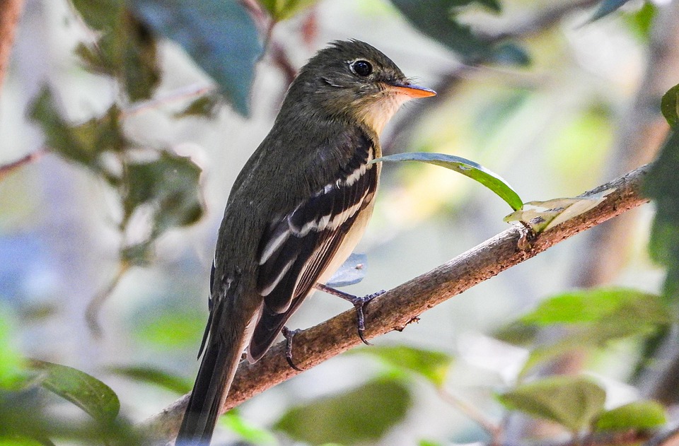 Bird Flycatcher Ornithology - Free photo on Pixabay - Pixabay
