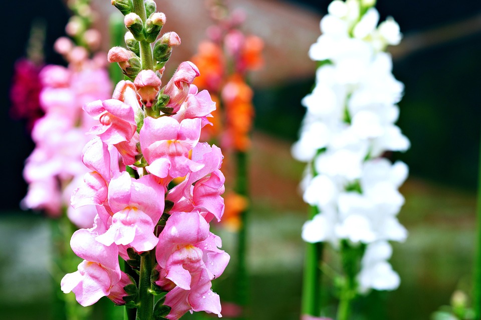 Snapdragon Flowers Plant - Free photo on Pixabay - Pixabay