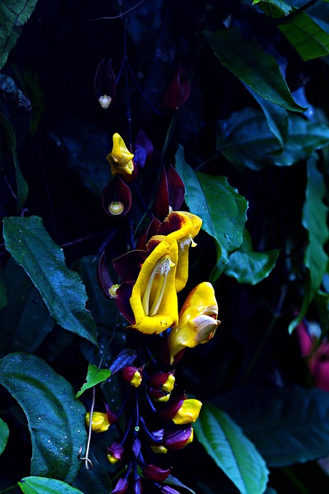 Flowers Botany Nature - Free photo on Pixabay