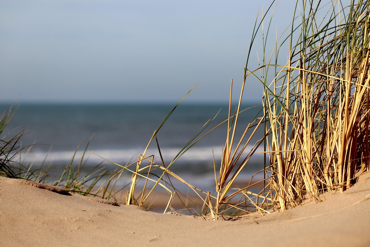 400+ Free Beach Dunes With Grasses & Nature Images - Pixabay