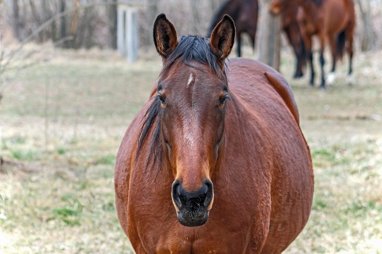 Cavalo Égua Animal - Foto gratuita no Pixabay - Pixabay