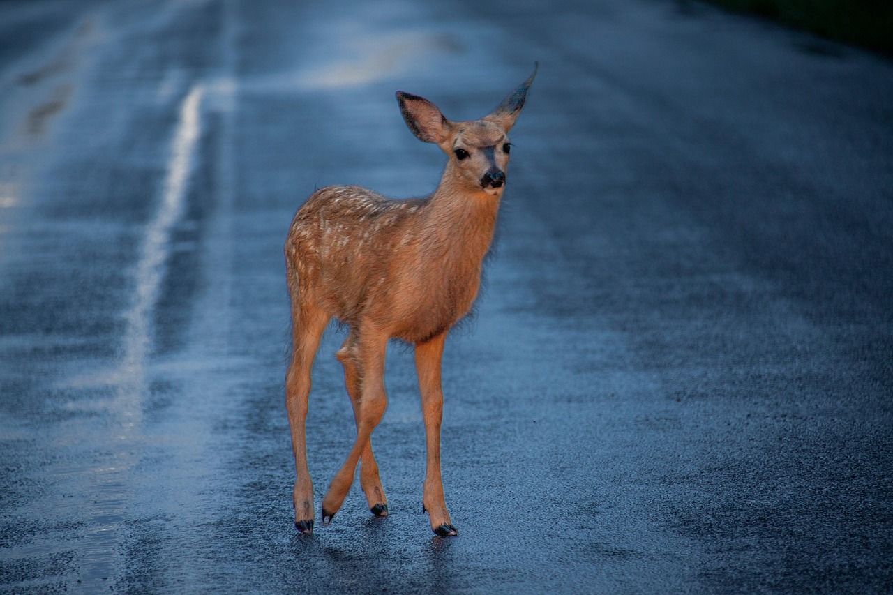 Animal Ciervo Mamífero La - Foto gratis en Pixabay - Pixabay