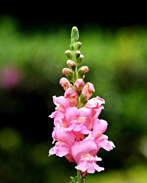 400,000+ Free Snapdragon Flower & Nature Images - Pixabay