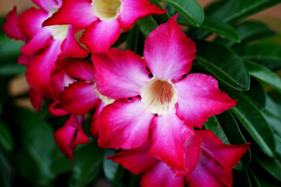 Adenium Flowers Garden Pink - Free photo on Pixabay