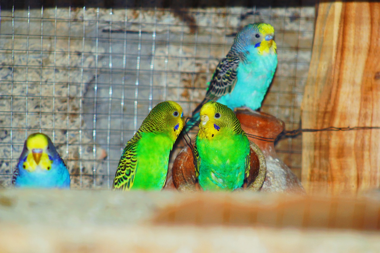 Perroquets Des Oiseaux Séance - Photo gratuite sur Pixabay - Pixabay