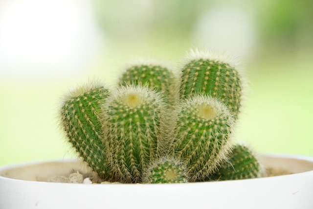 Cactus Plant Succulent - Free photo on Pixabay