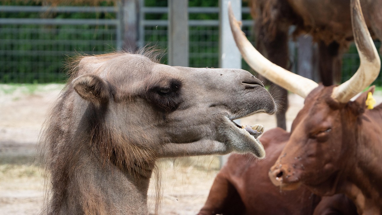 Animal Camel Zoo - Free photo on Pixabay - Pixabay