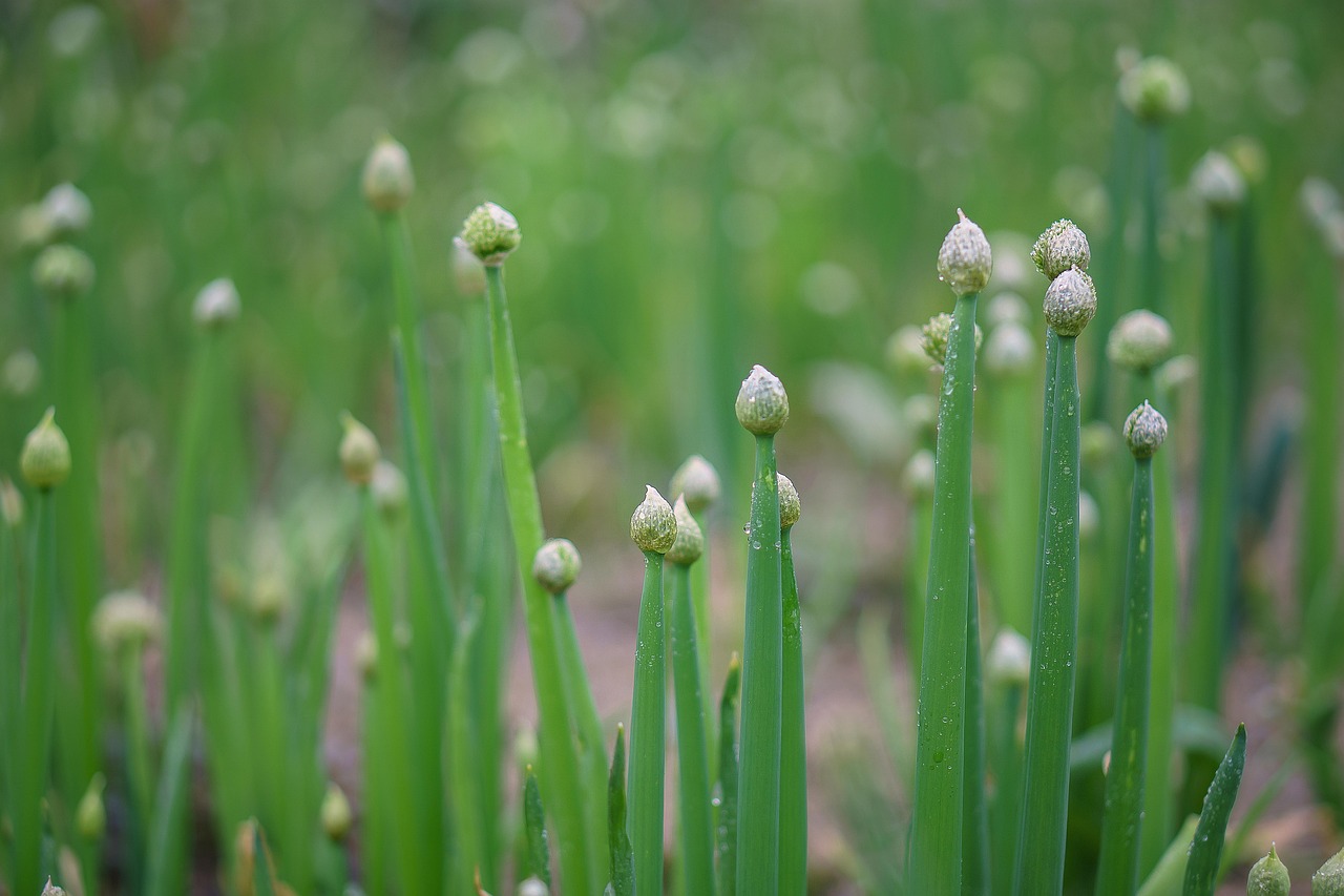 600+ Free Chives & Nature Photos - Pixabay