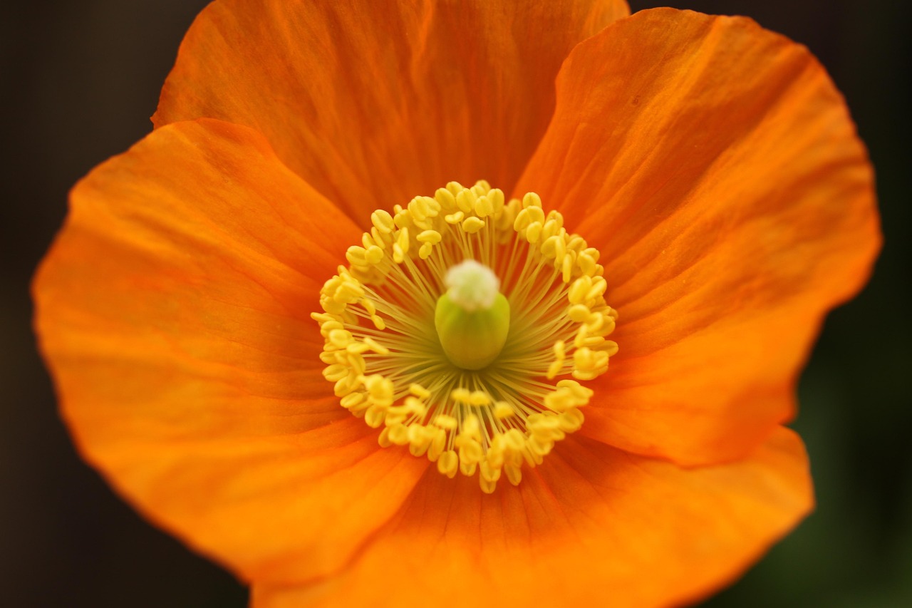 1+ Free Blomster Valmue & Flower Images - Pixabay