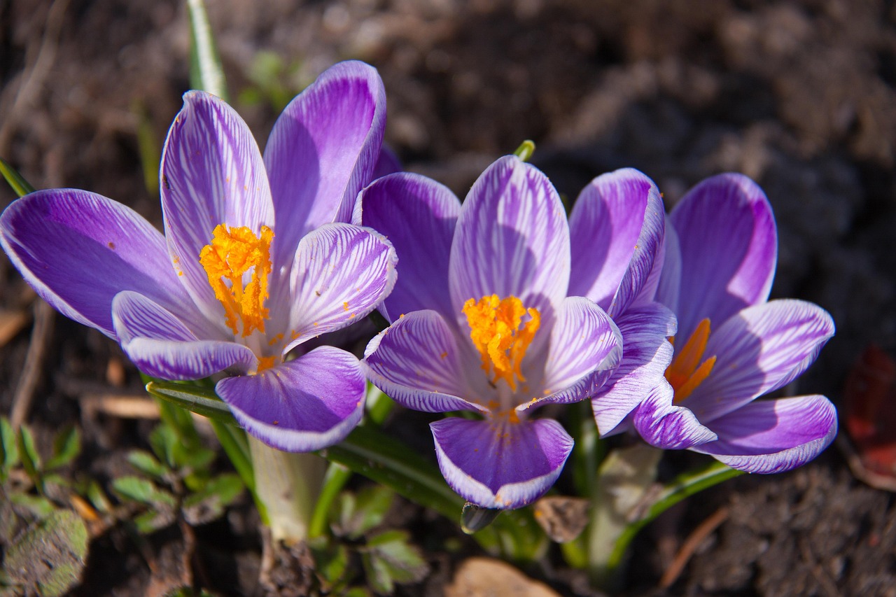 Crocus Flowers Plant Purple - Free photo on Pixabay