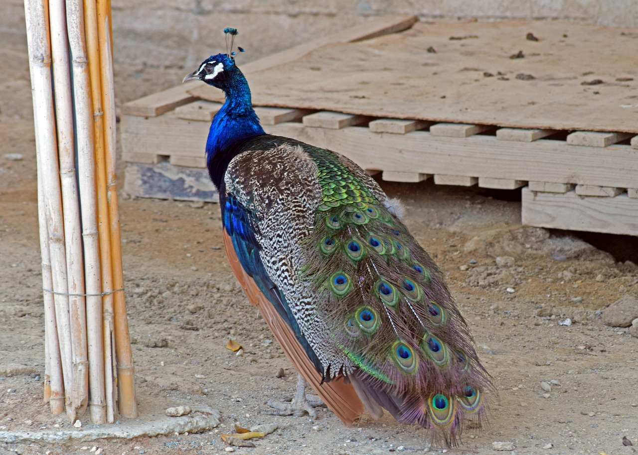 Pájaro Pavo Real Ornitología - Foto gratis en Pixabay - Pixabay