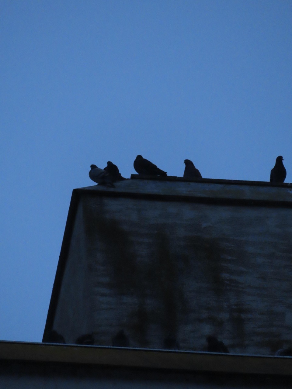 Pigeon Oiseau Soirée - Photo gratuite sur Pixabay - Pixabay