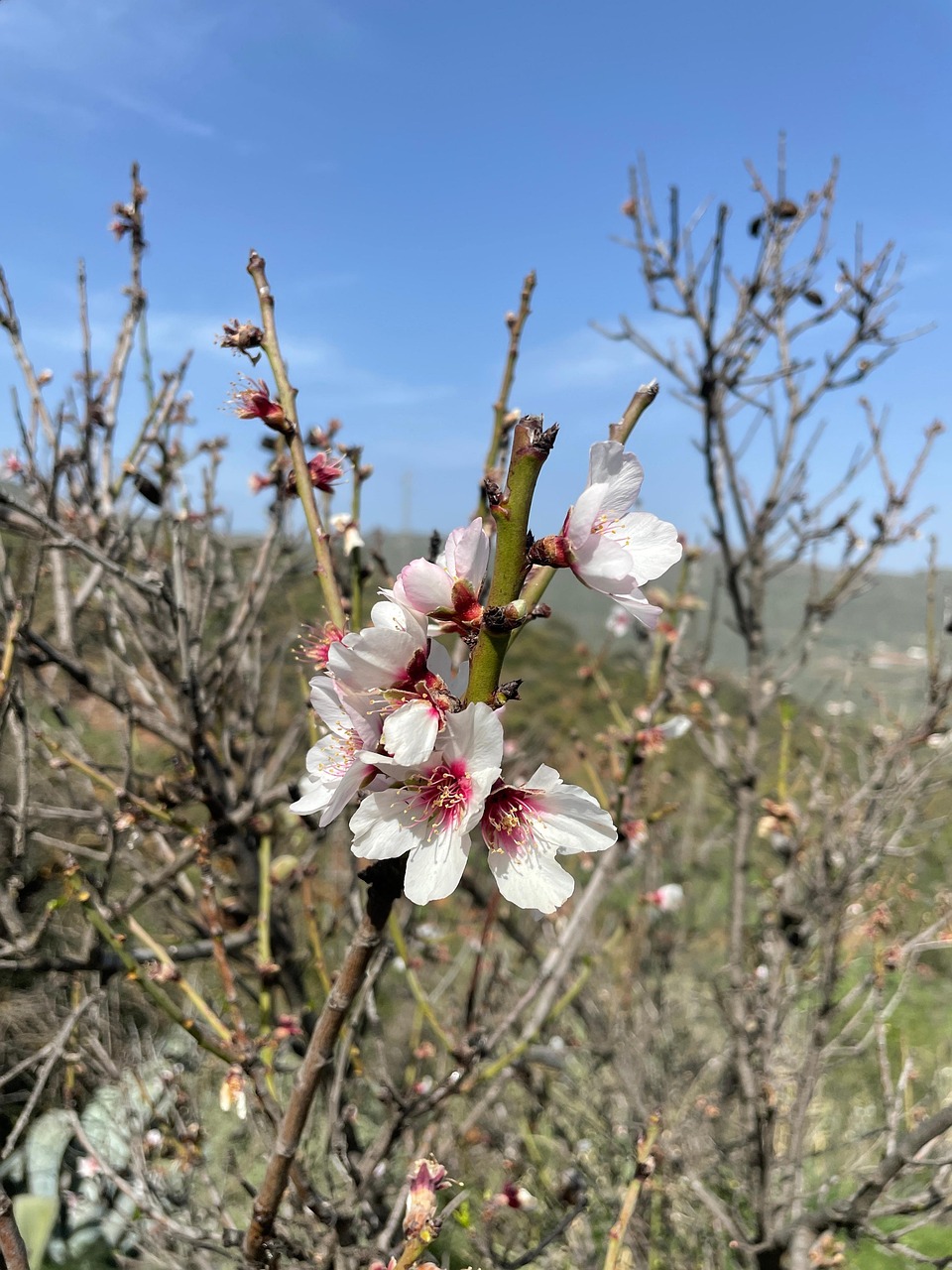 Flores De Almendro Árbol - Foto gratis en Pixabay - Pixabay