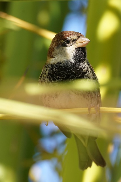 Bird Sparrow Ornithology - Free photo on Pixabay