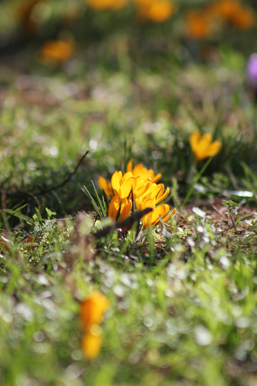 Crocus Fleurs Les Plantes - Photo gratuite sur Pixabay - Pixabay