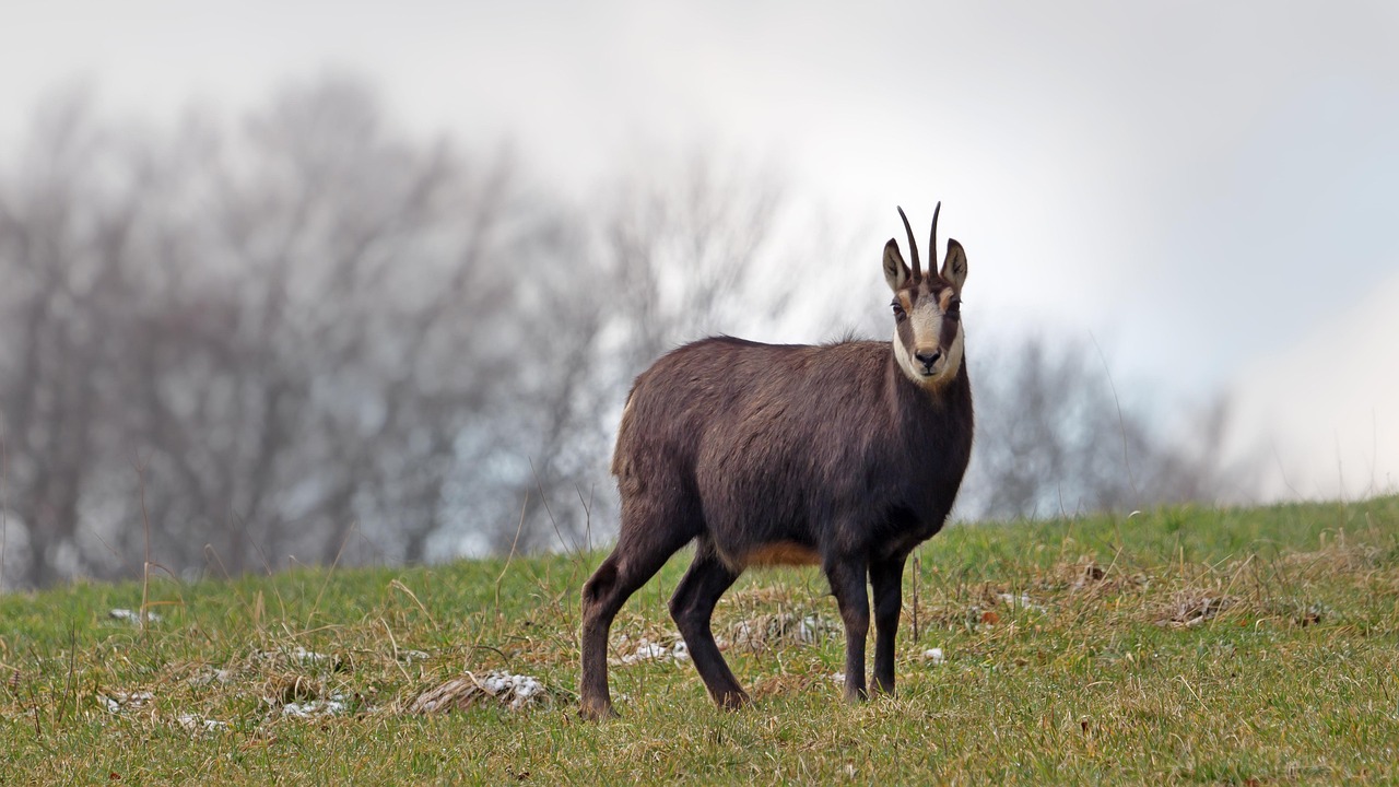 200+ Free Chamois & Nature Images - Pixabay