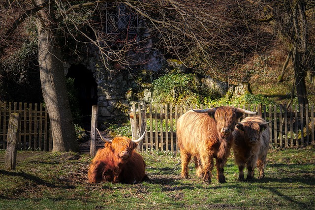 Animal Highland Cattle Mammal - Free photo on Pixabay - Pixabay