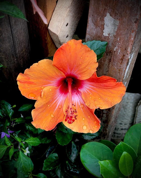 Summer Nature Flower Free Photo On Pixabay Pixabay