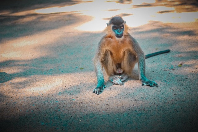 Affe Pavian Baby - Kostenloses Foto auf Pixabay