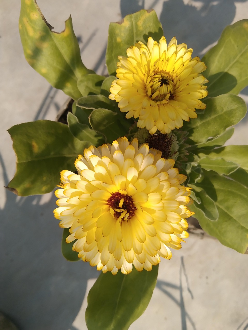 Flower Blossom Plant - Free photo on Pixabay - Pixabay