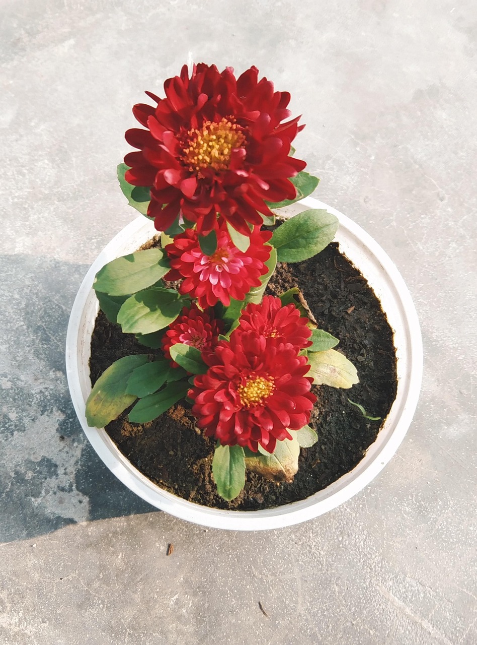 Rot Blumen - Kostenloses Foto auf Pixabay - Pixabay