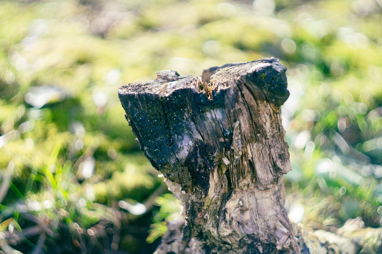Souche Nature Arbre - Photo gratuite sur Pixabay - Pixabay