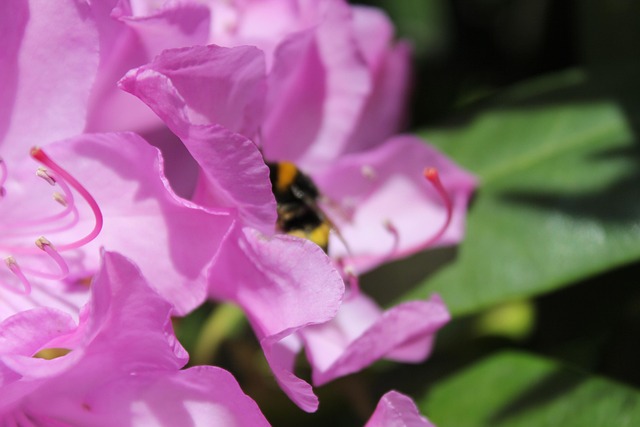 Flor Naturaleza Abeja - Foto gratis en Pixabay - Pixabay