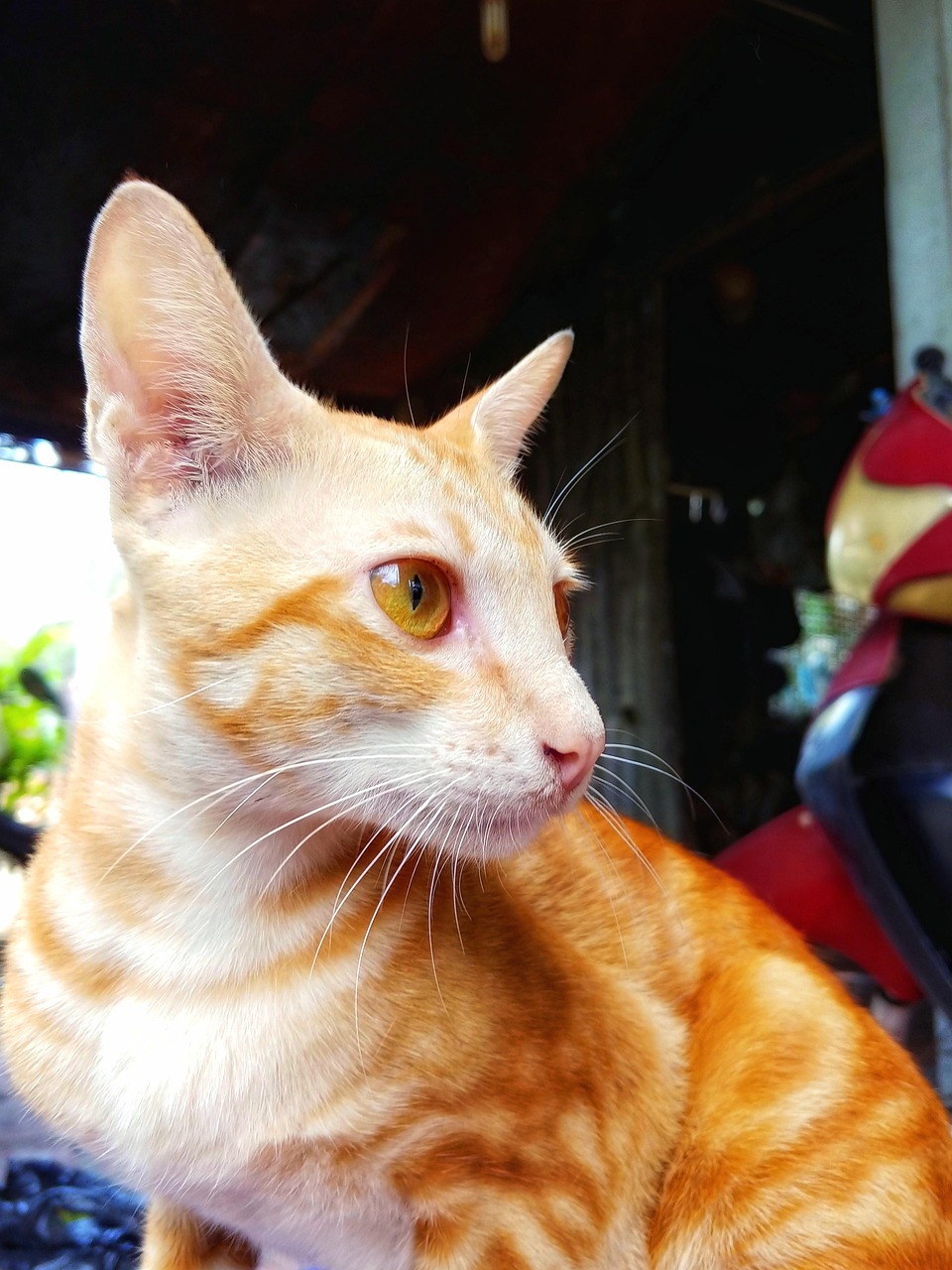 A Super Fluffy Golden Cat - Free photo on Pixabay