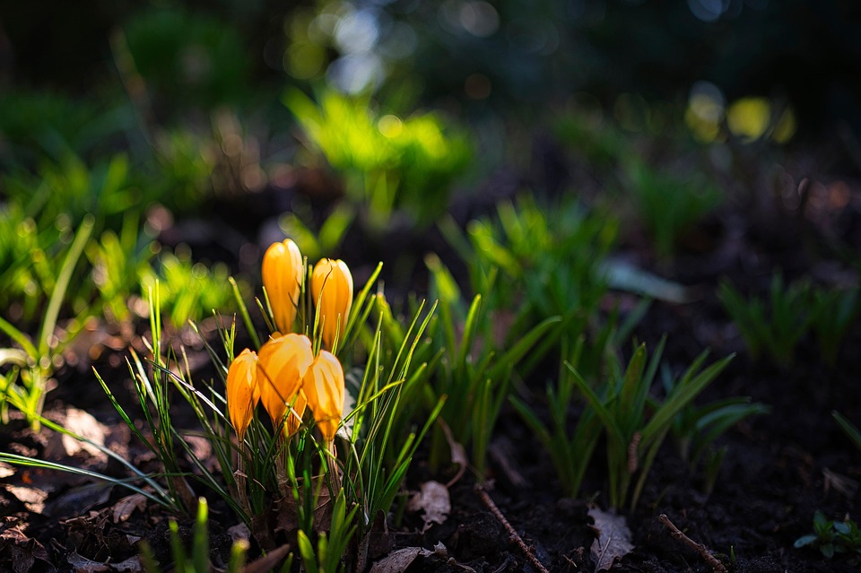 Fleurs Bloom Botanique - Photo gratuite sur Pixabay - Pixabay