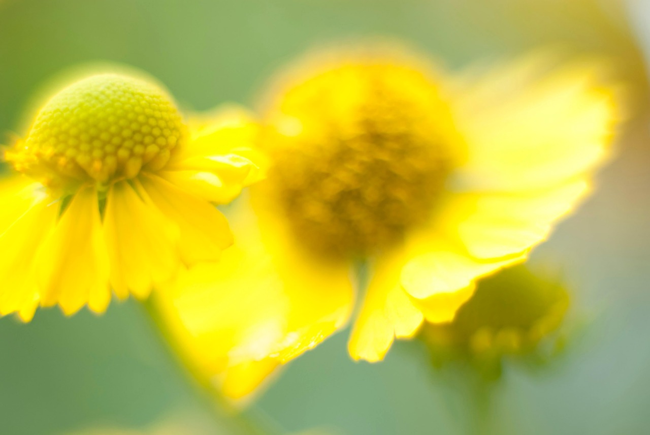 Kukka Luonto Margaret Keltainen - Ilmainen valokuva Pixabayssa - Pixabay