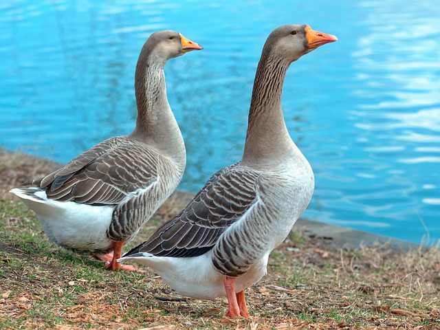 Birds Geese Feathers - Free photo on Pixabay