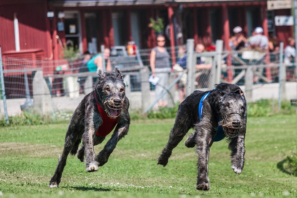 Greyhounds Dogs Running - Free photo on Pixabay