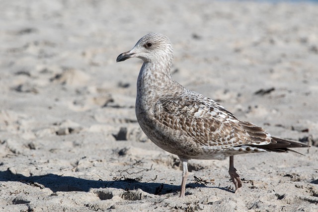 Gull Bird Perched - Free photo on Pixabay