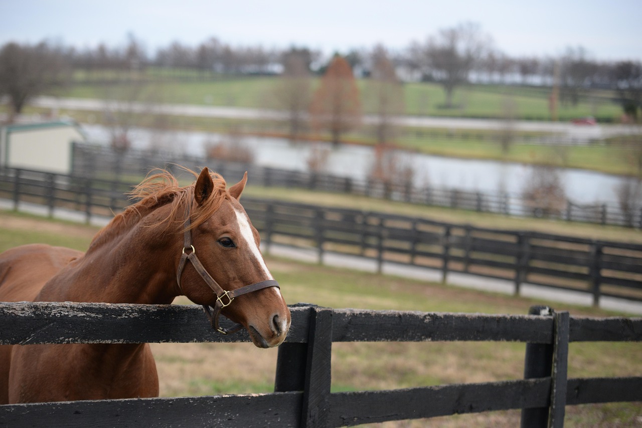 100+ Free Kentucky & Nature Images - Pixabay