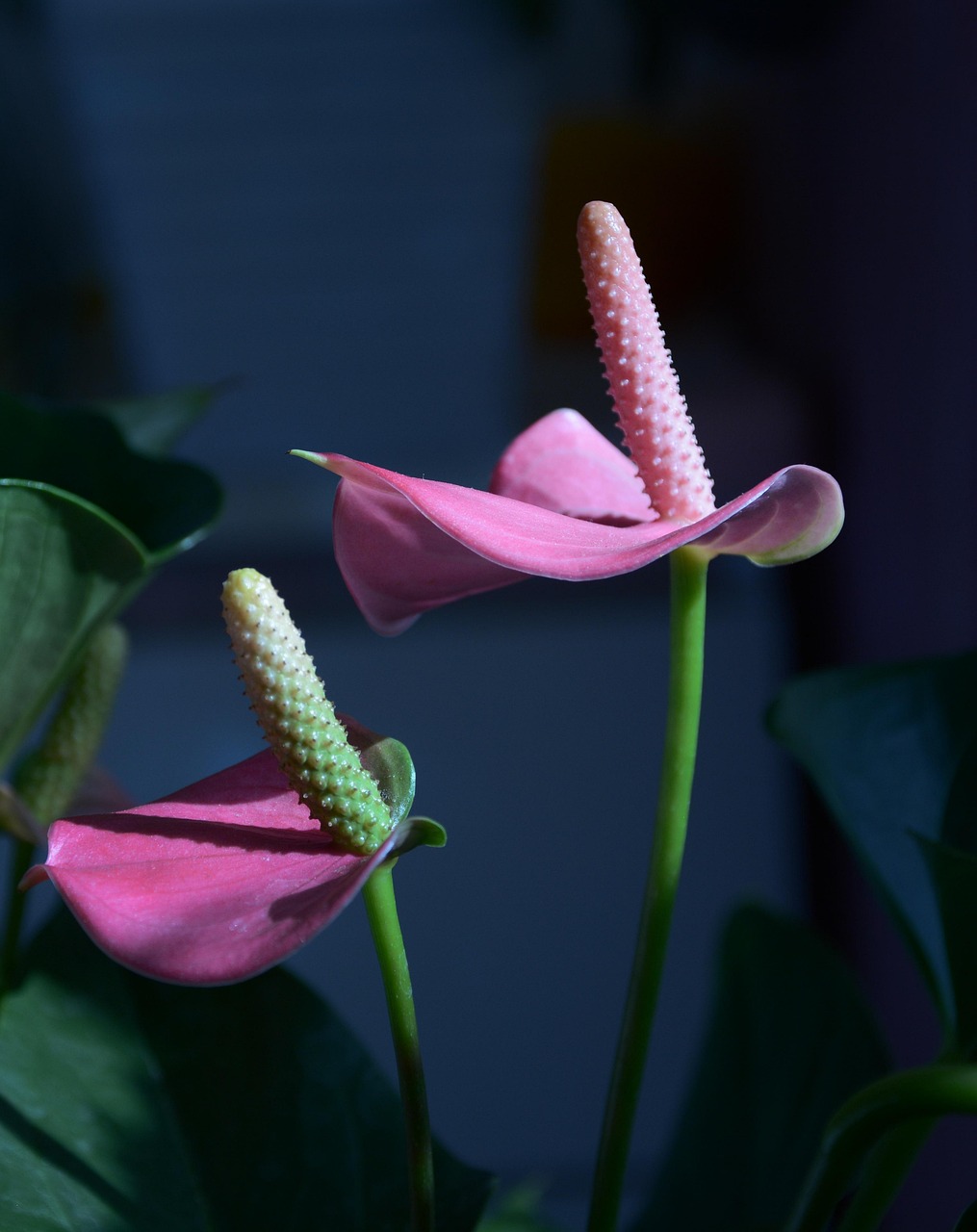 Anthurium Flowers Plants - Free photo on Pixabay - Pixabay