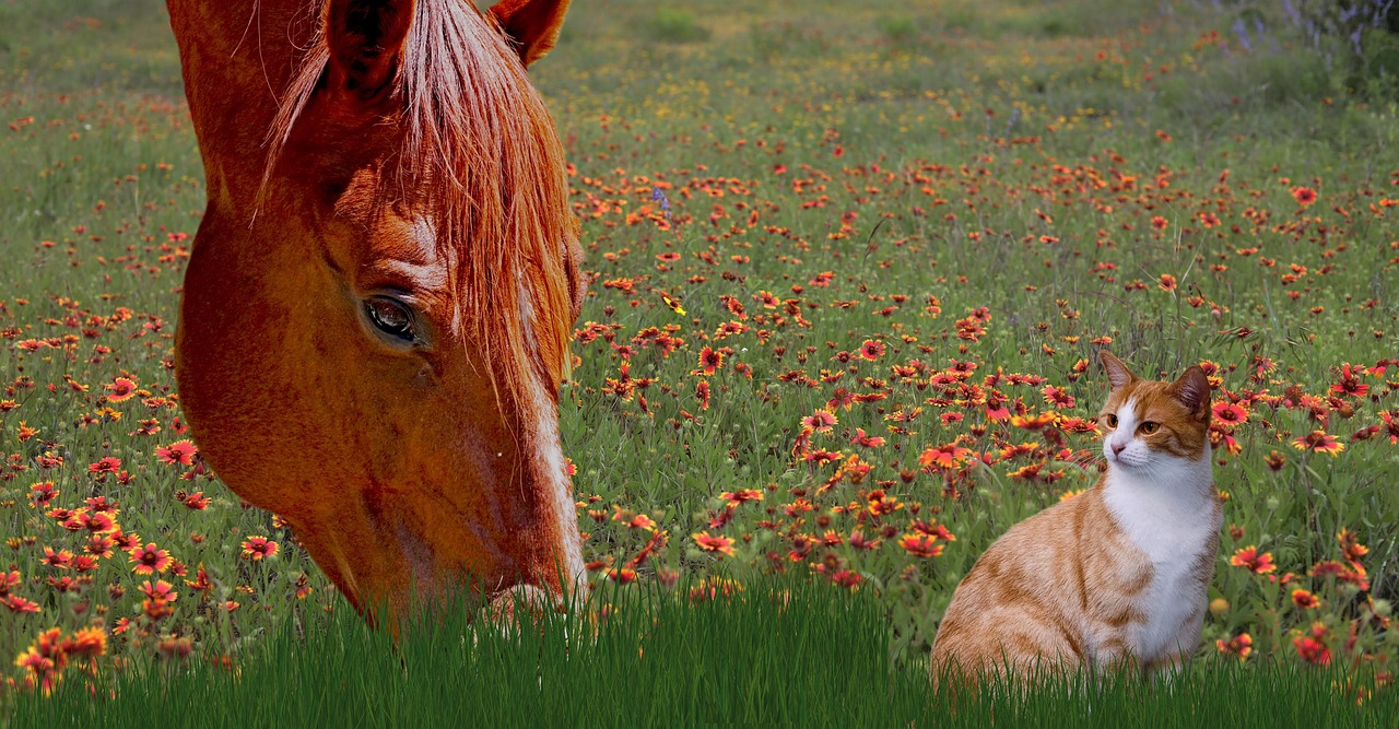 Horse Cat Feline - Free photo on Pixabay - Pixabay